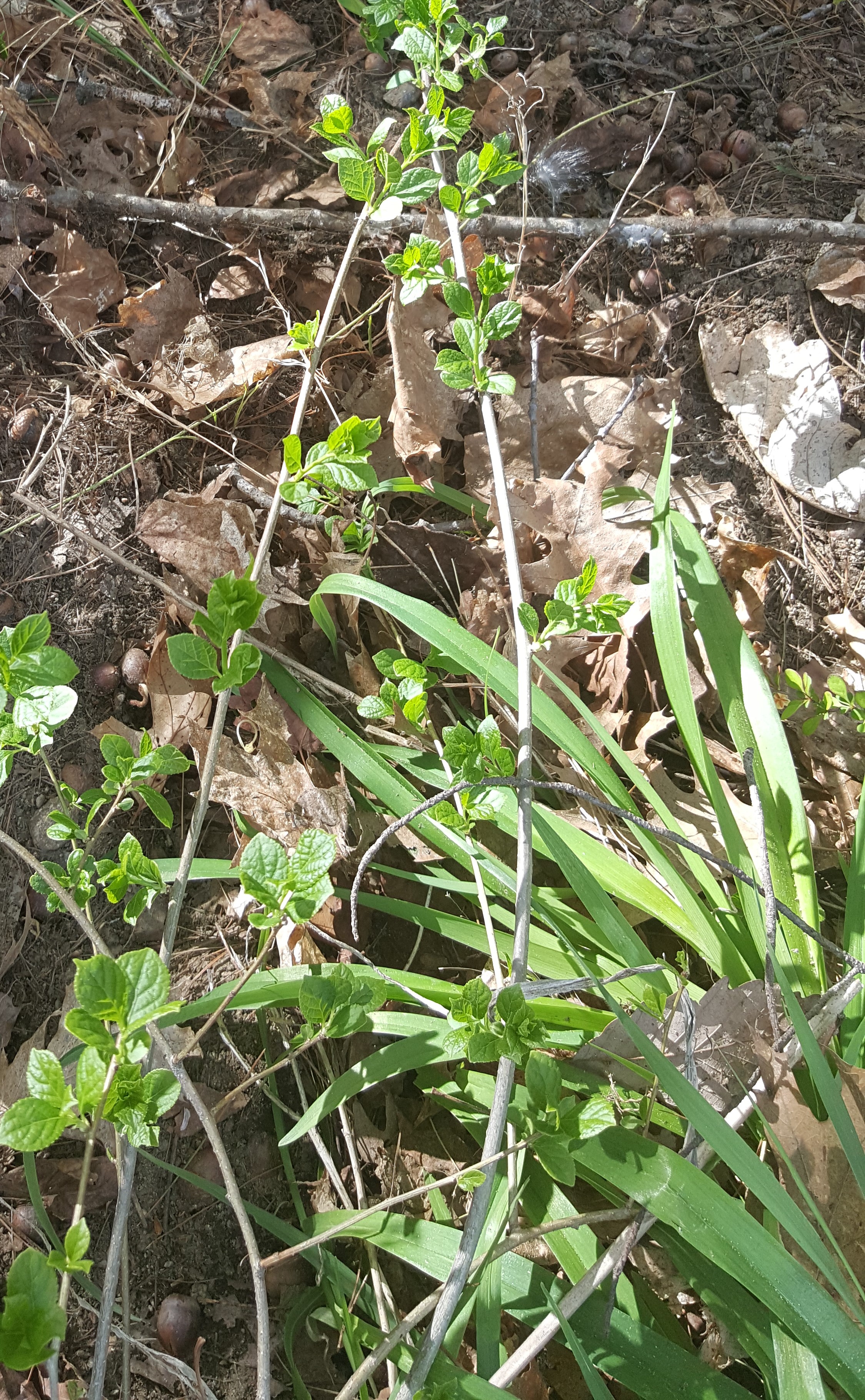 Stubborn Weeds – IAMHIZ.blog